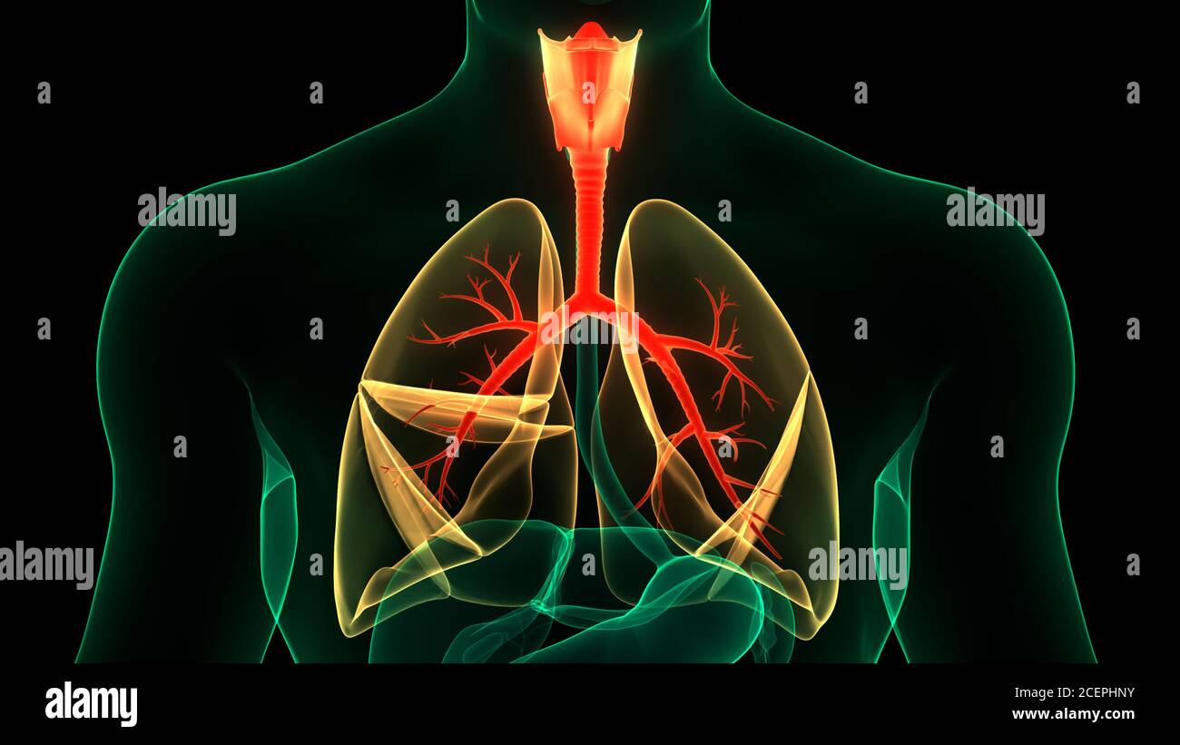 Menschliche Atmungssystem Lungen Anatomie Stockfotografie - Alamy