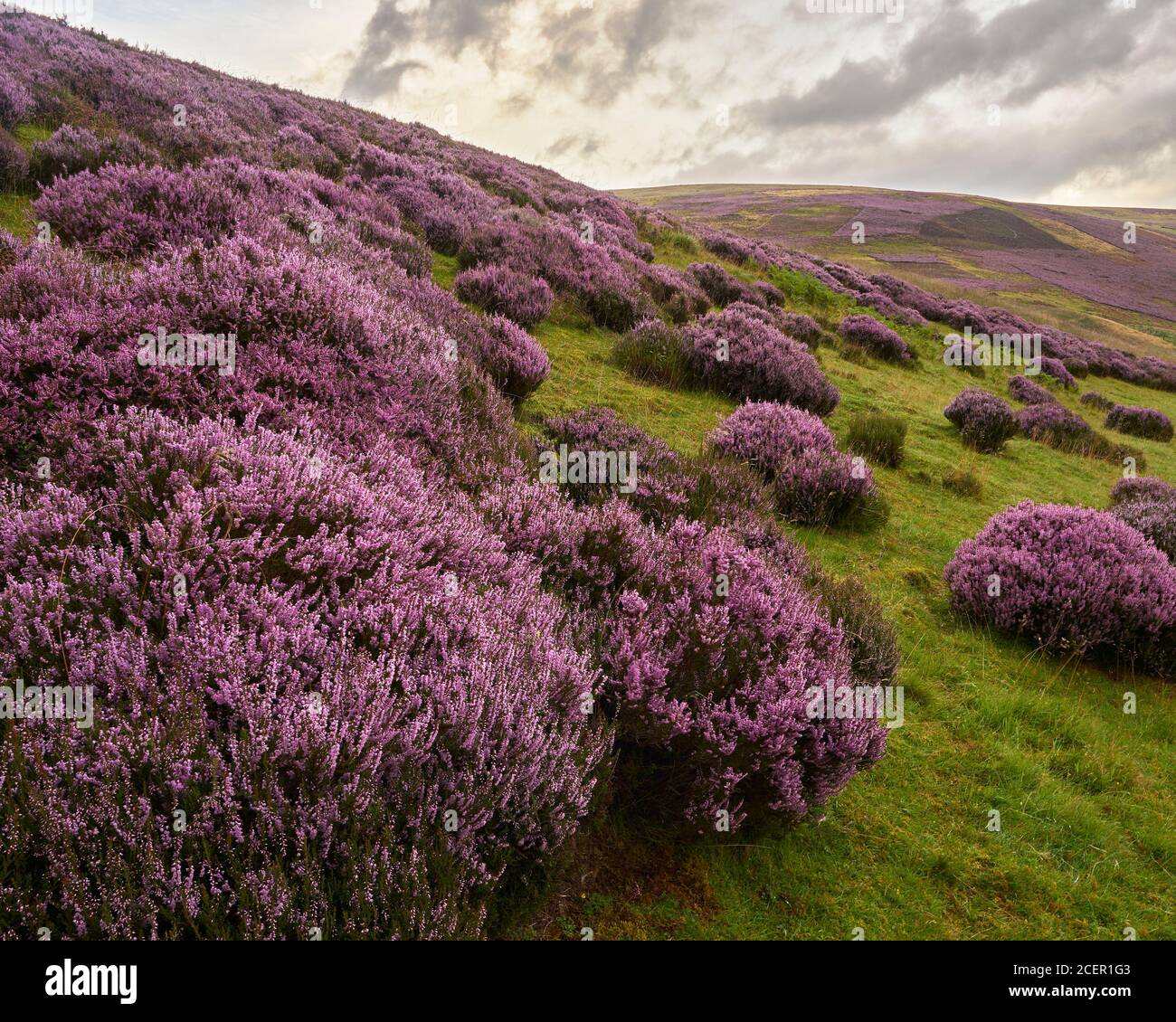 Heidekraut calluna vulgaris -Fotos und -Bildmaterial in hoher Auflösung ...