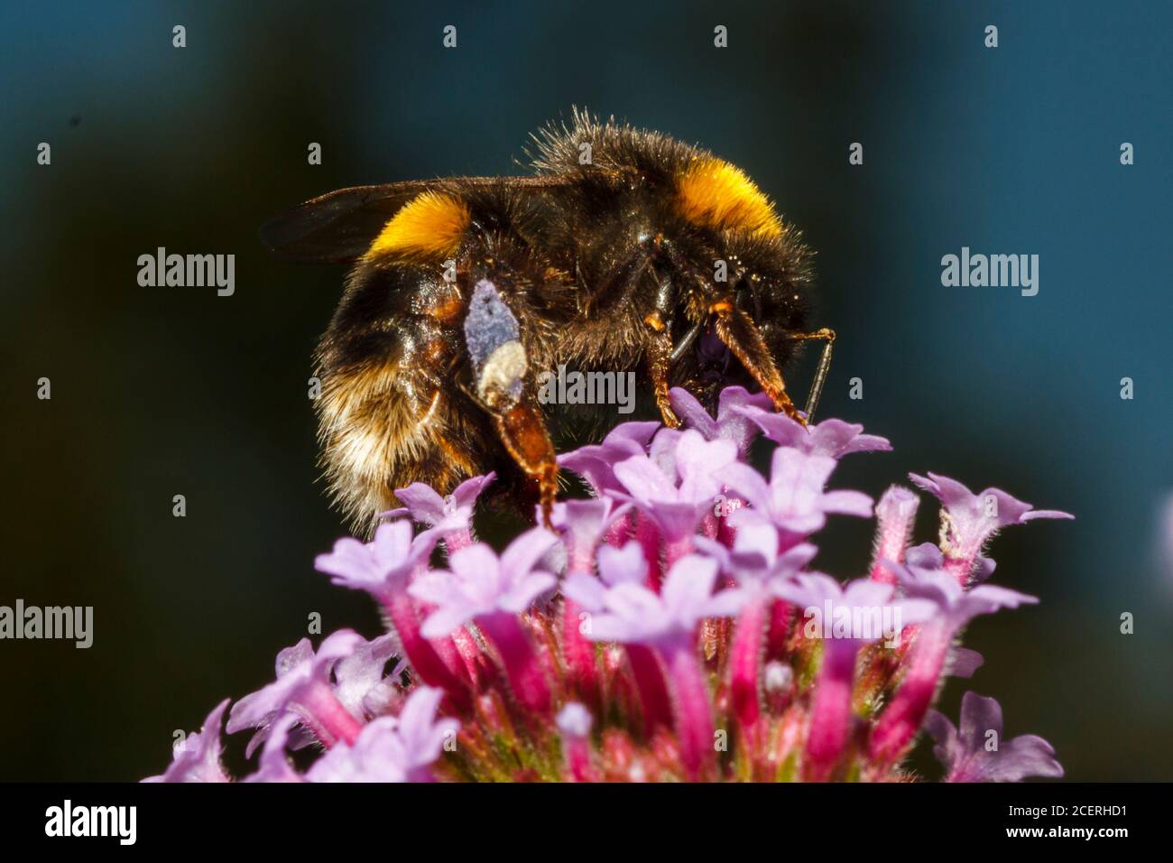 Hummel bombus terrestris -Fotos und -Bildmaterial in hoher Auflösung ...