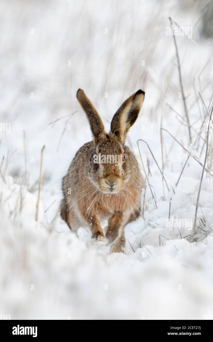 Wildtiere durchbrechen Stockfotos und -bilder Kaufen - Alamy