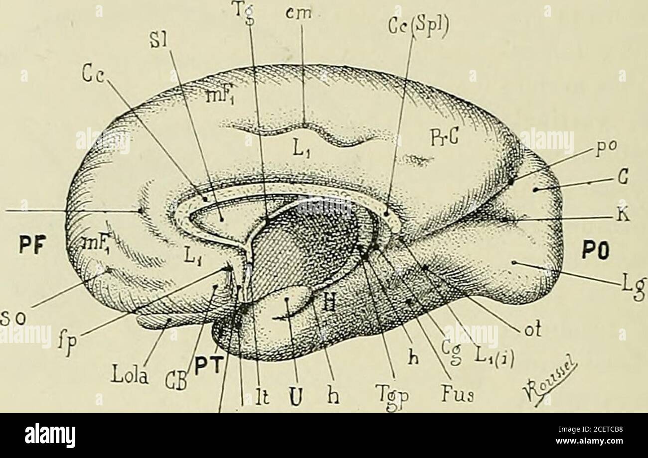 . Anatomie des Centers nerveux. V4, 4e ventricule.XII, chiasma des ...