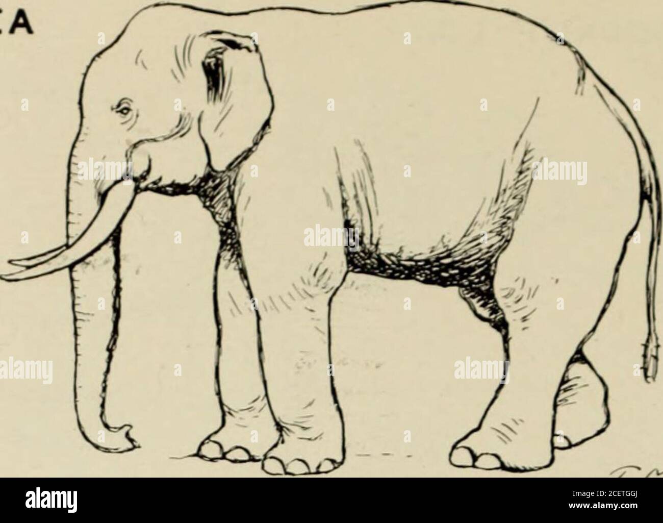 Amerikanisches moschushirsch -Fotos und -Bildmaterial in hoher ...