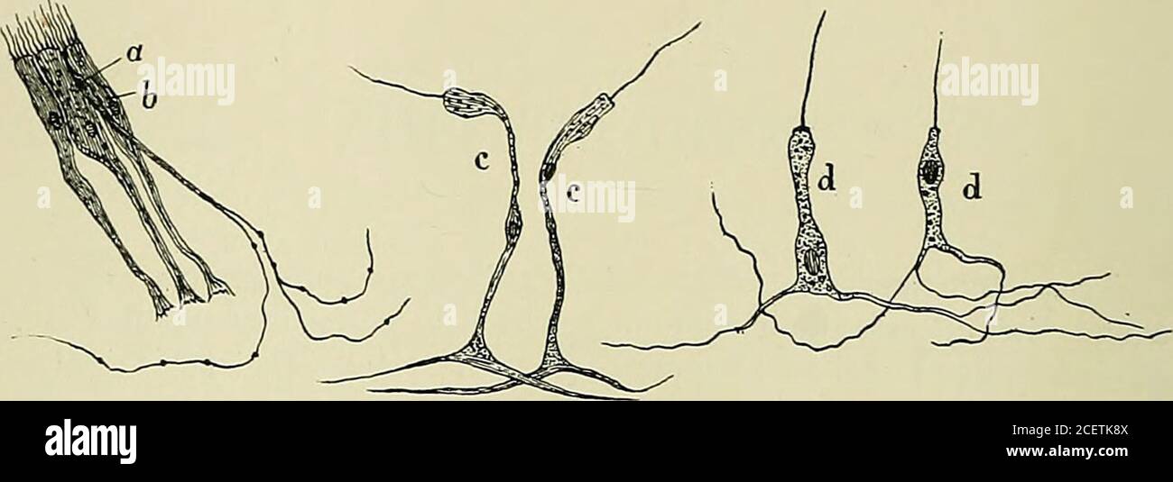 . Anatomie des Centers nerveux. Milieu de cellules de soutènement et de ...