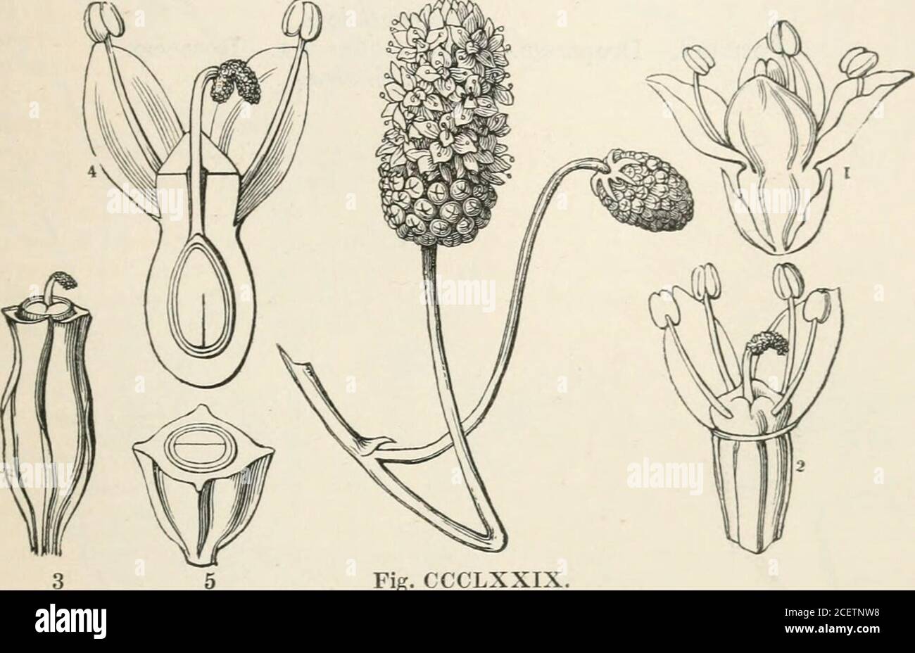 Photinia photinia sp -Fotos und -Bildmaterial in hoher Auflösung – Alamy