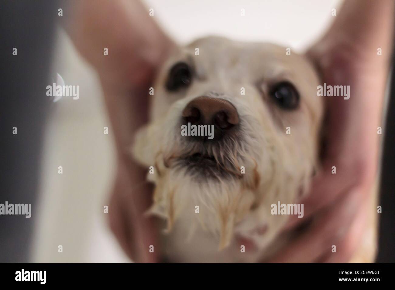 Dreckiger hund badewanne -Fotos und -Bildmaterial in hoher Auflösung ...