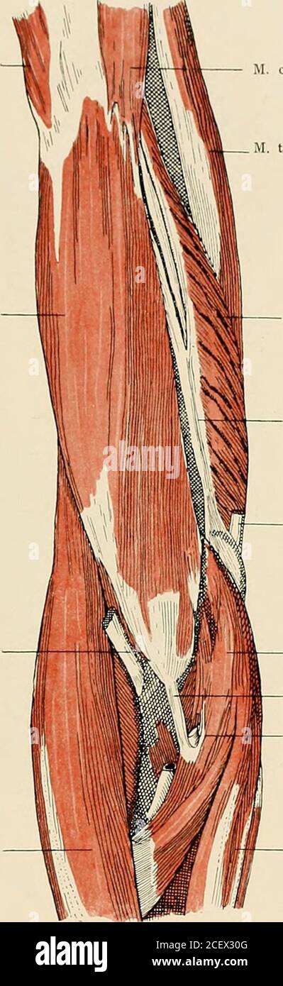 Musculus pronator teres -Fotos und -Bildmaterial in hoher Auflösung – Alamy