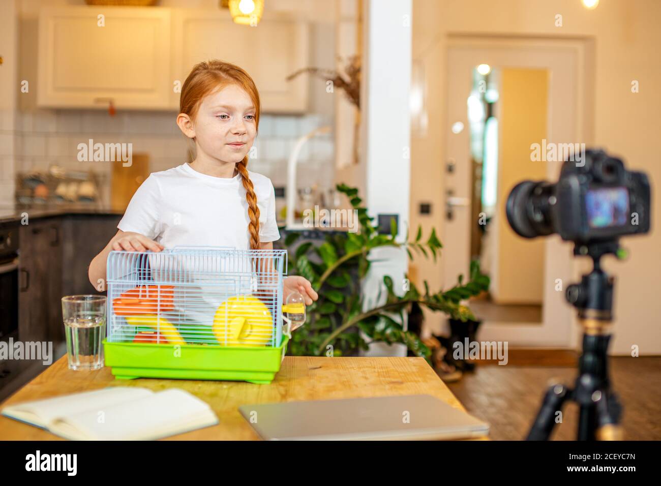 Hamster show -Fotos und -Bildmaterial in hoher Auflösung – Alamy