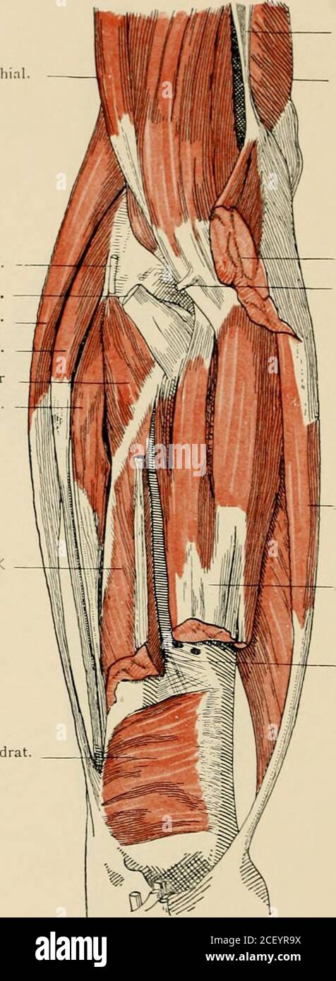 . Die Anatomie des Menschen : mit Hinweisen auf die ärztliche Praxis ...