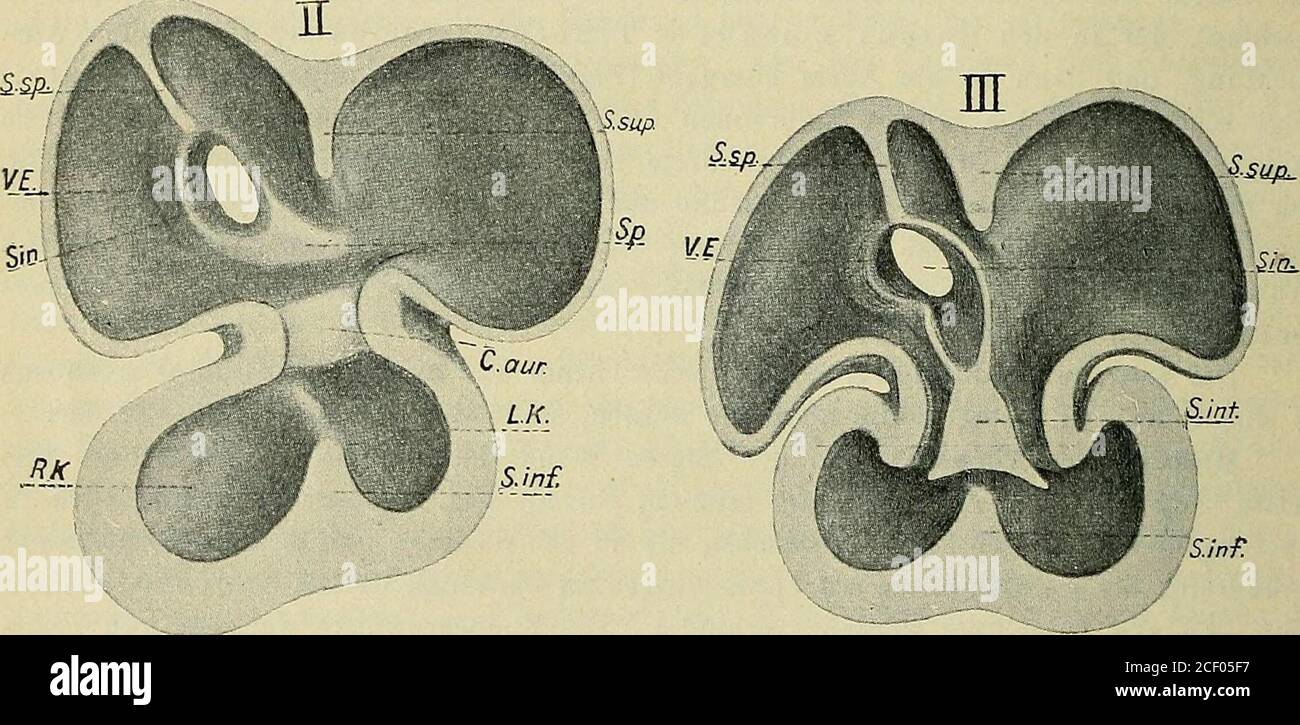 . Lehrbuch der speziellen pathologischen Anatomie für Studierende und ...