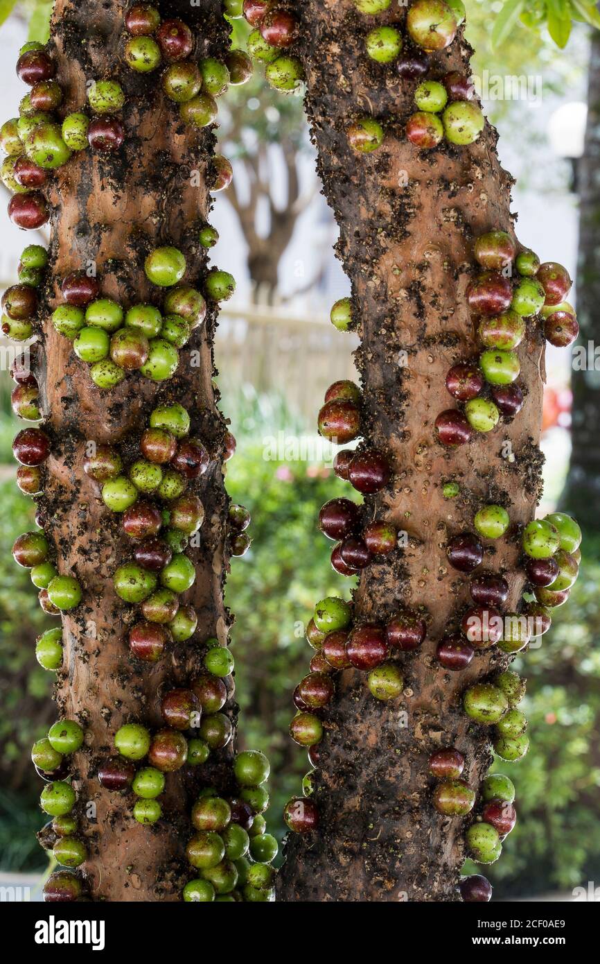 Obst. Exotisch. Jabuticaba im Baum. Jaboticaba ist der einheimische ...