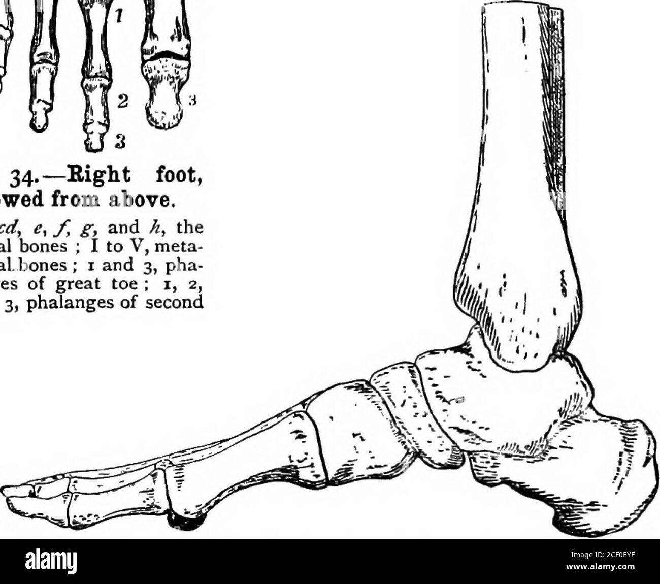 . Menschliche Physiologie. FG- 34.- Bight footviewed from above. At b ...