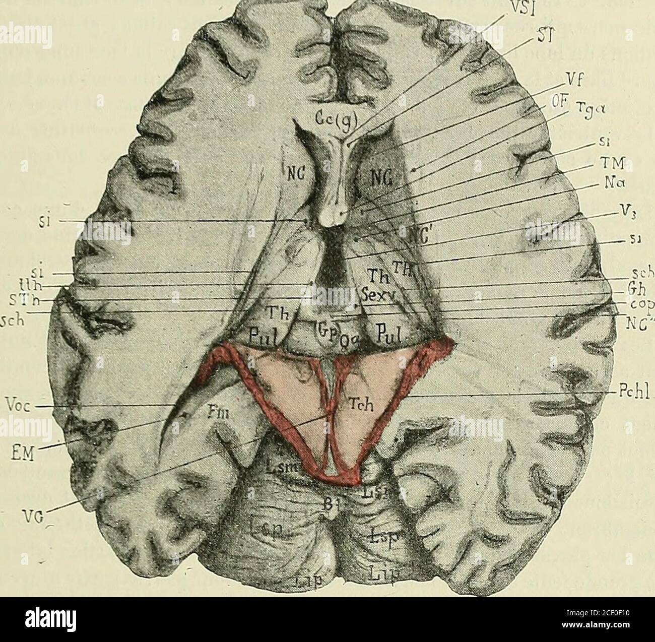 . Anatomie des Centers nerveux. S du trigone (Abb. 212, 213).La face ...