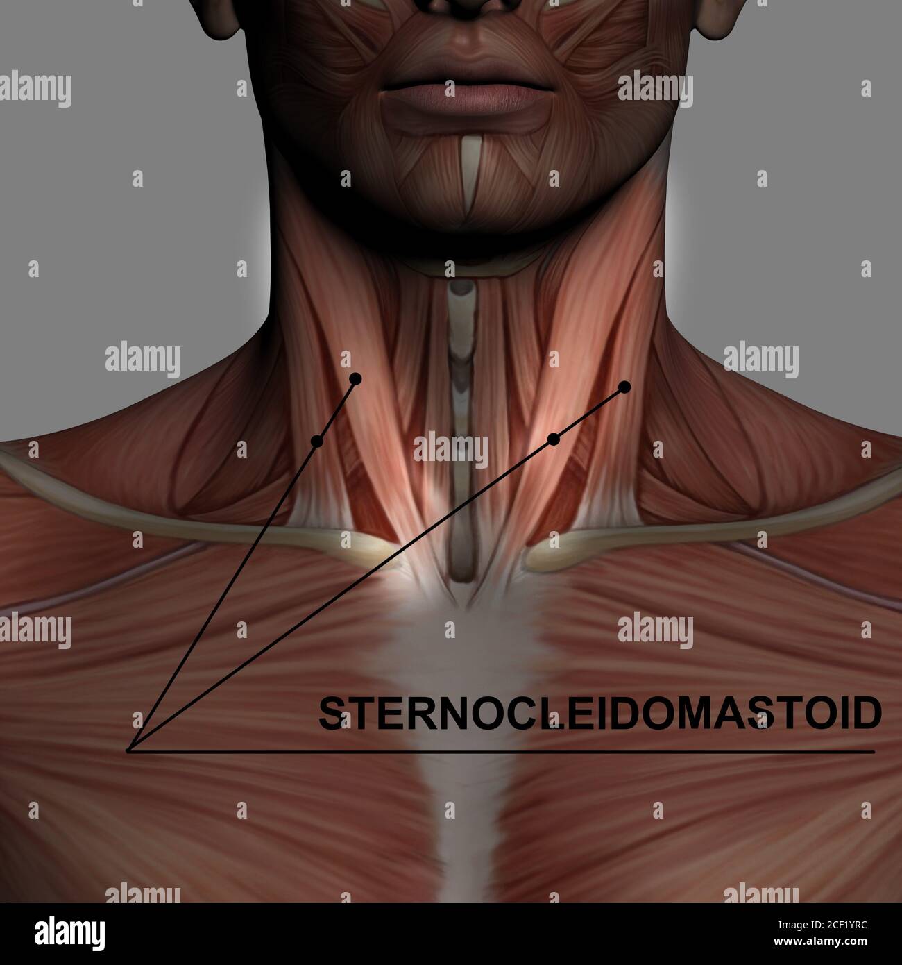 Anatomie Humaine Masculine