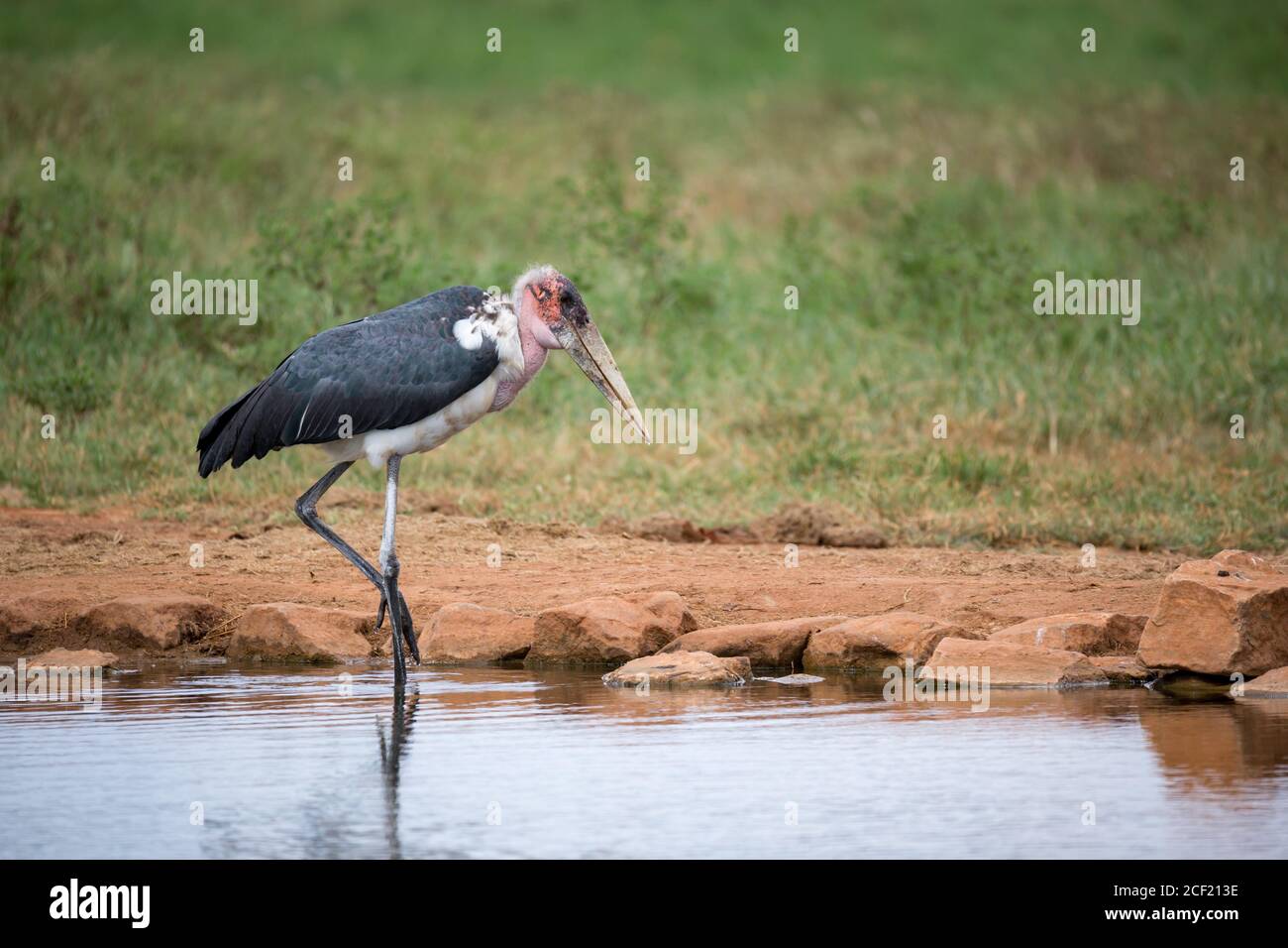 Einige marabus stehen im wasser Stockfotos und -bilder Kaufen - Alamy