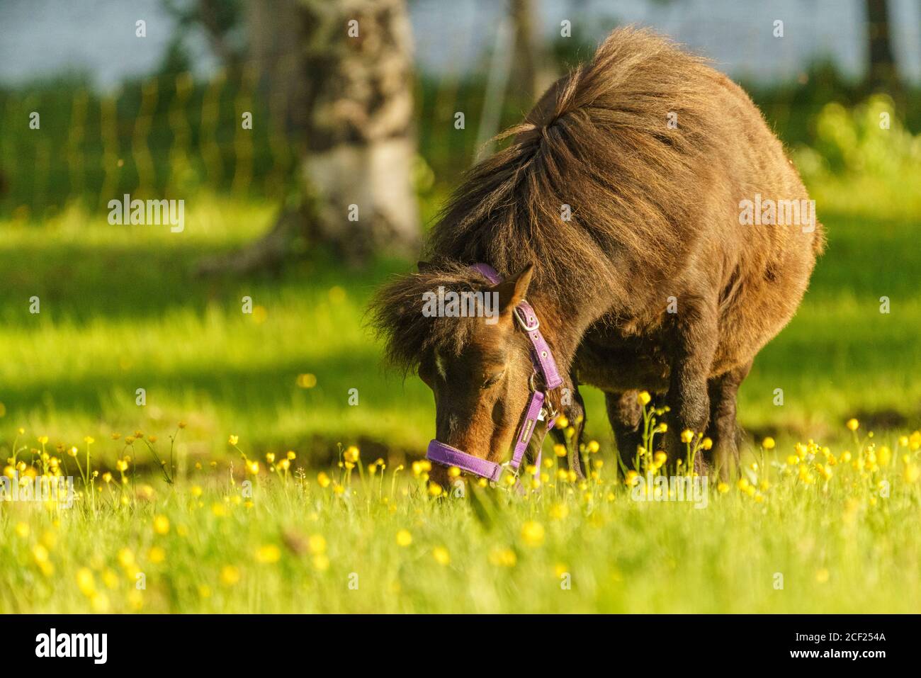 Pferd Auf Sommerwiese Stockfotos und -bilder Kaufen - Alamy