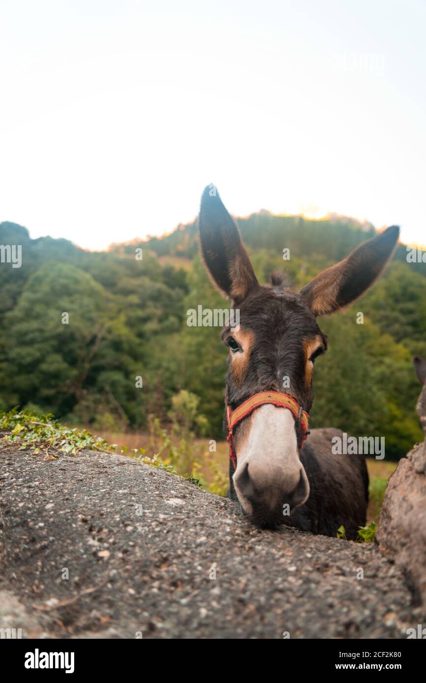 Lustiger esel -Fotos und -Bildmaterial in hoher Auflösung – Alamy