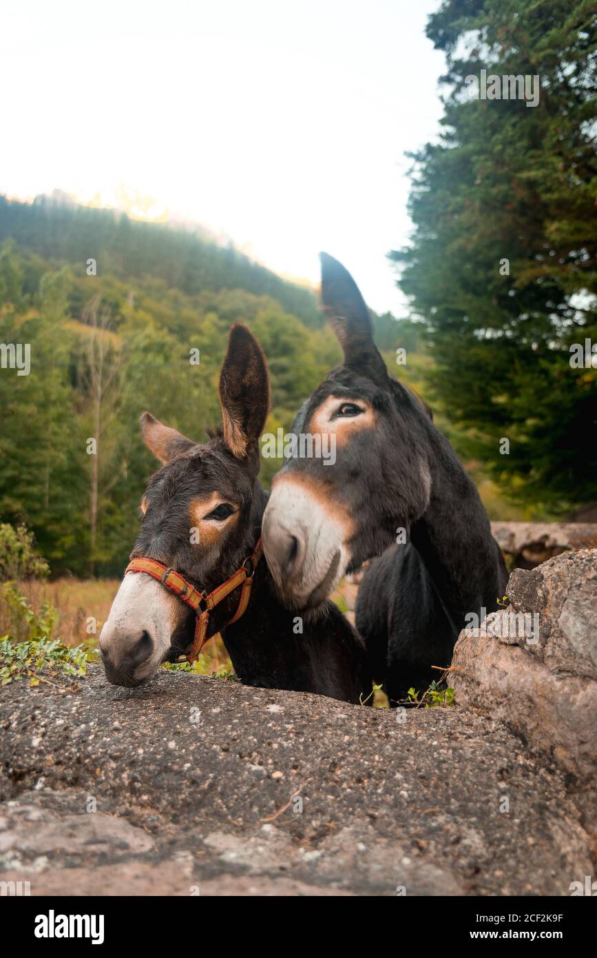 Donkey funny comical -Fotos und -Bildmaterial in hoher Auflösung – Alamy