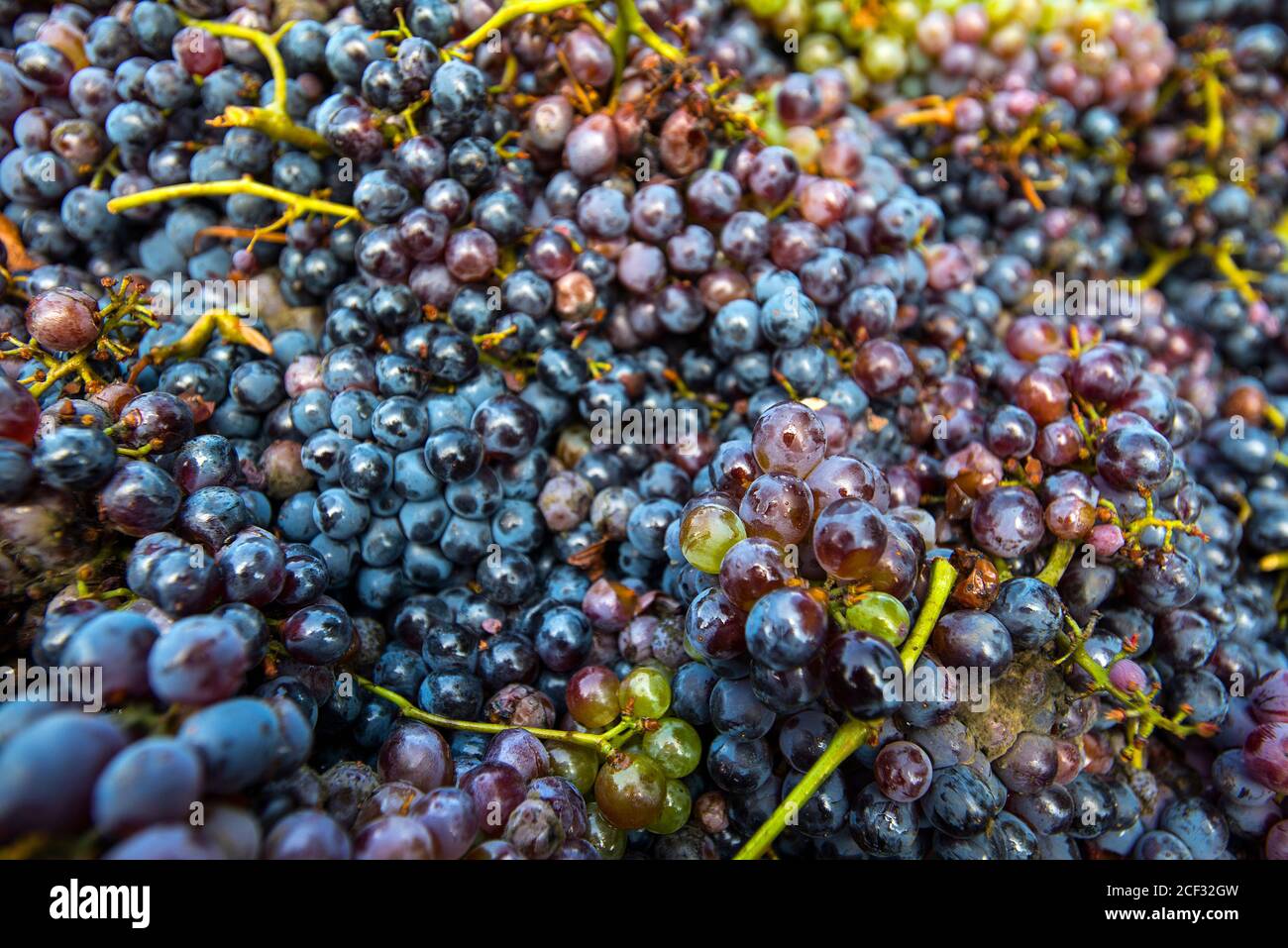 Verarbeitung von trauben -Fotos und -Bildmaterial in hoher Auflösung ...