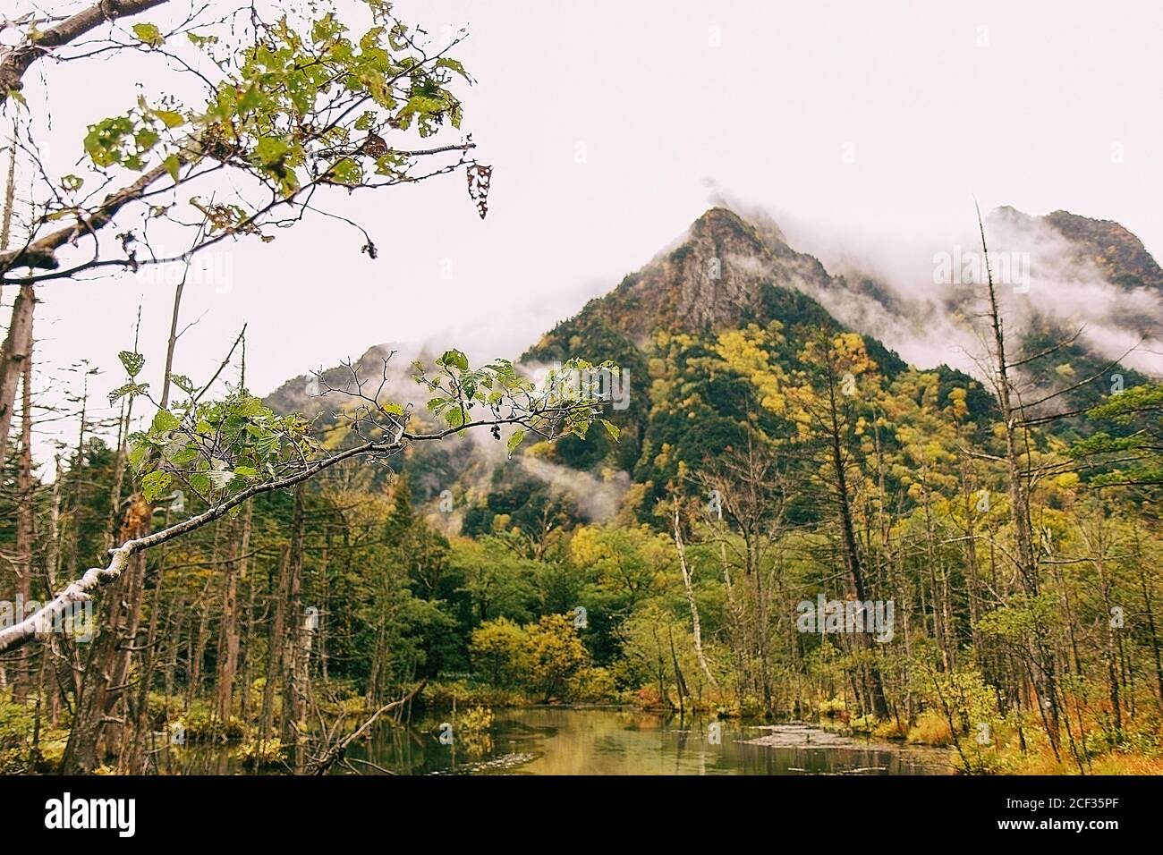 Japanese forest -Fotos und -Bildmaterial in hoher Auflösung – Alamy