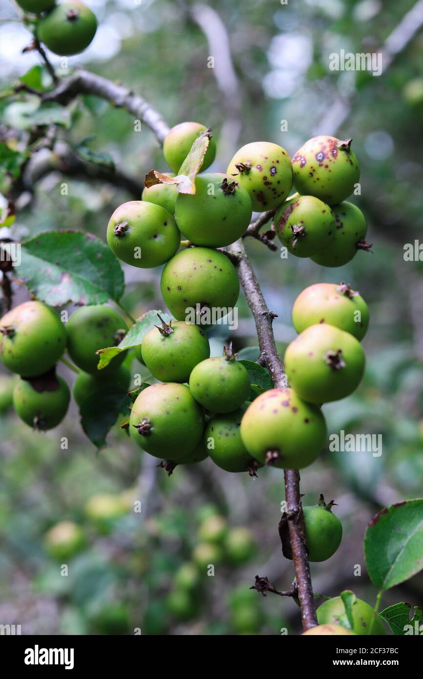 Holzäpfel hautnah -Fotos und -Bildmaterial in hoher Auflösung – Alamy