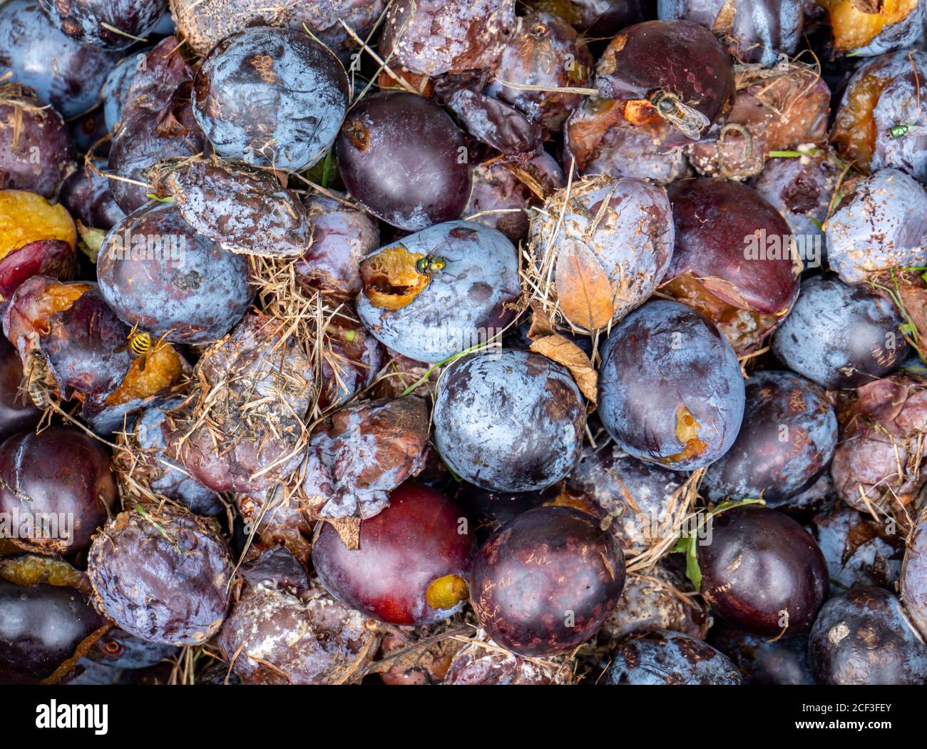 Faule pflaumen -Fotos und -Bildmaterial in hoher Auflösung – Alamy