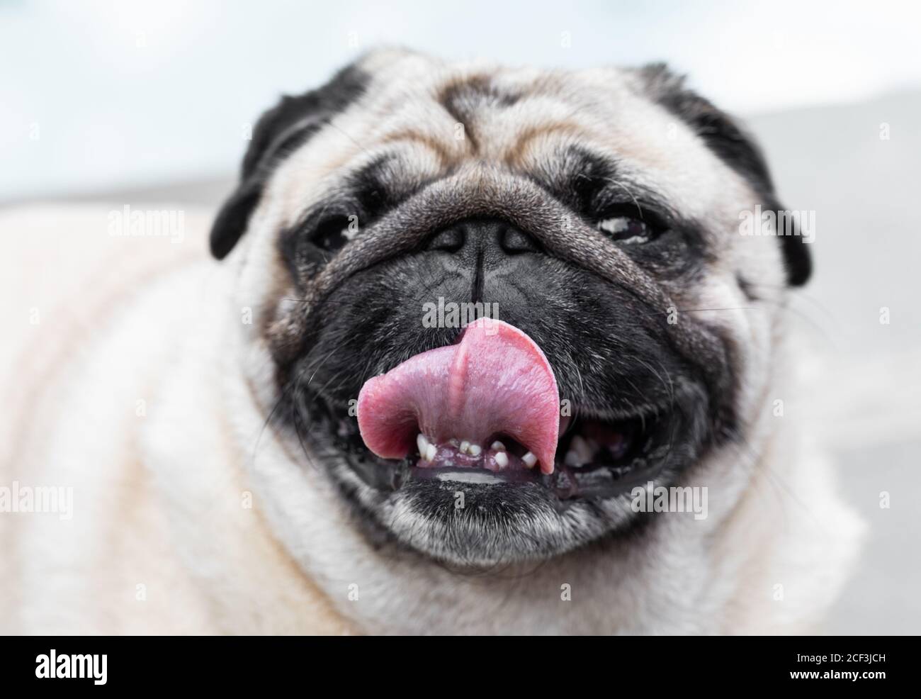 Pug smiling with teeth -Fotos und -Bildmaterial in hoher Auflösung – Alamy