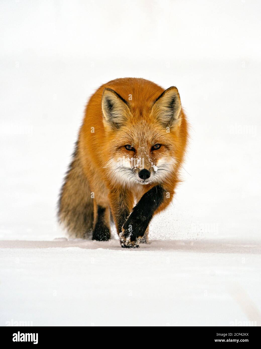 Fuchs rotfuchs tier wildtier im wald -Fotos und -Bildmaterial in hoher ...