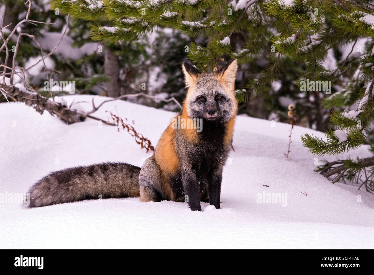 Kreuz fuchs -Fotos und -Bildmaterial in hoher Auflösung – Alamy
