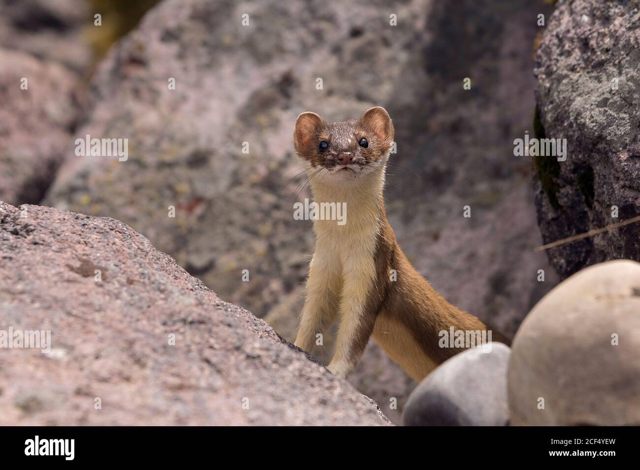 Big weasel -Fotos und -Bildmaterial in hoher Auflösung – Alamy