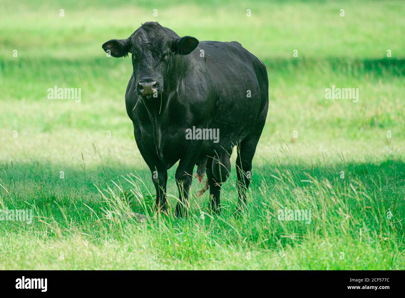 Angus Der Stier Stockfotos und -bilder Kaufen - Alamy