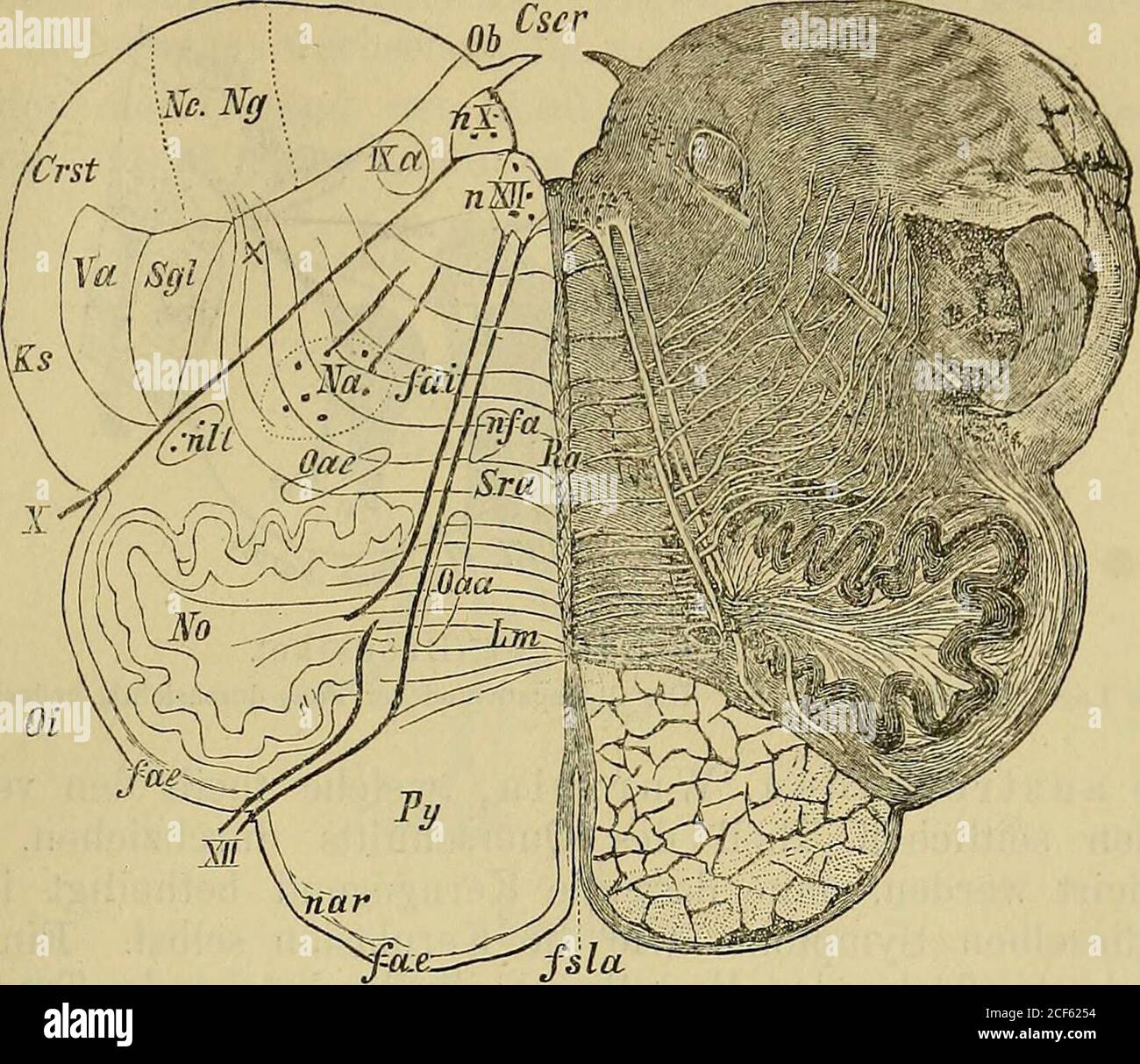 Formatio reticularis -Fotos und -Bildmaterial in hoher Auflösung – Alamy
