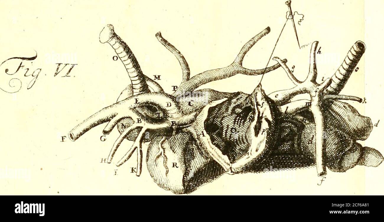 . Opuscula sua anatomica : de respiratione, de monstris. xtra reclinata ...