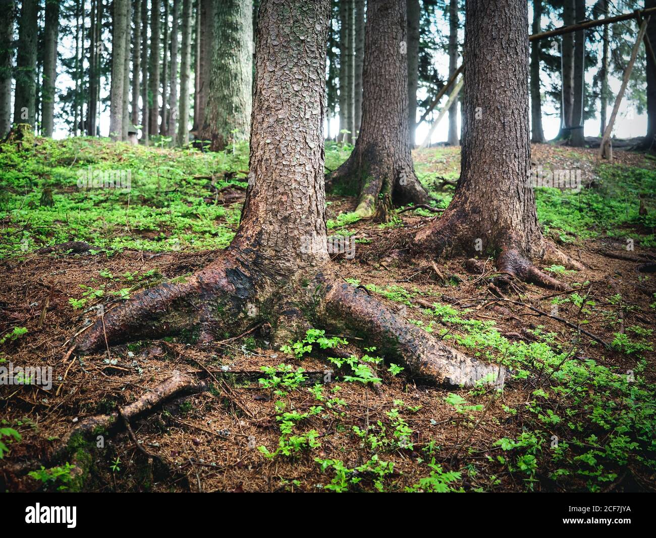 Conifer roots -Fotos und -Bildmaterial in hoher Auflösung – Alamy