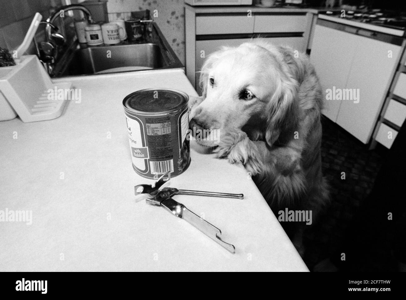 Hund pavlov -Fotos und -Bildmaterial in hoher Auflösung – Alamy