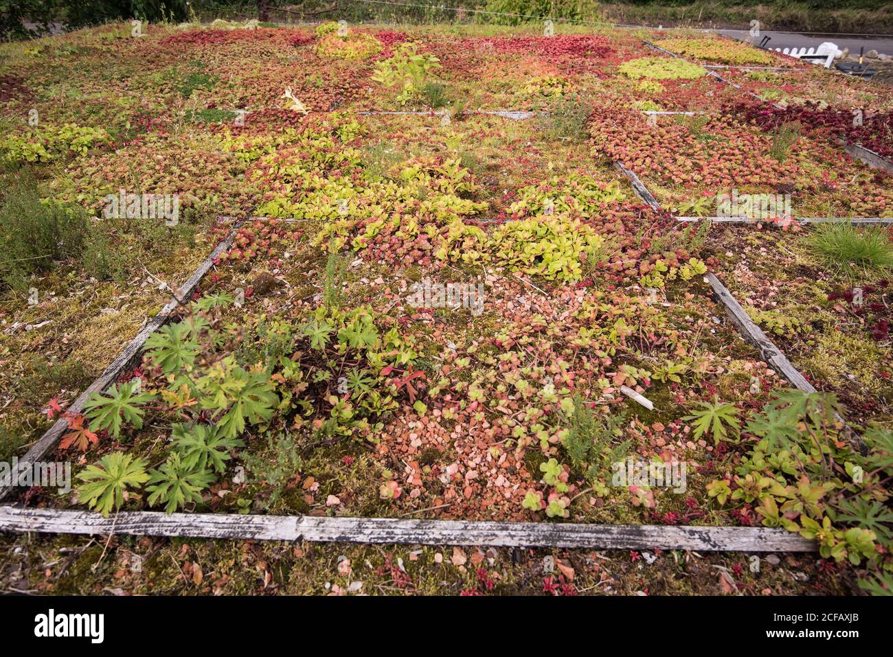 Sedum roof -Fotos und -Bildmaterial in hoher Auflösung – Alamy