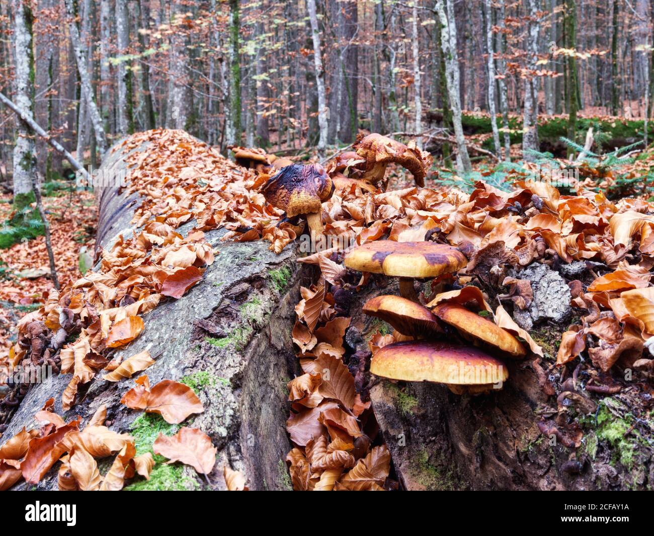 Lindberg Germany Stockfotos und -bilder Kaufen - Alamy
