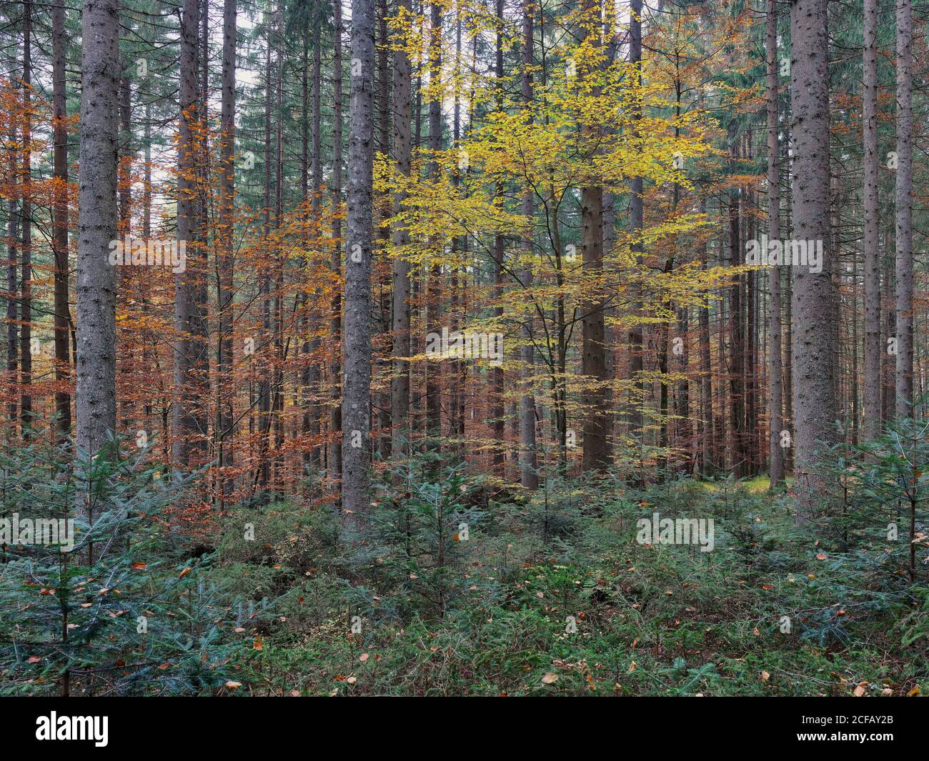 Lindberg Germany Stockfotos und -bilder Kaufen - Alamy