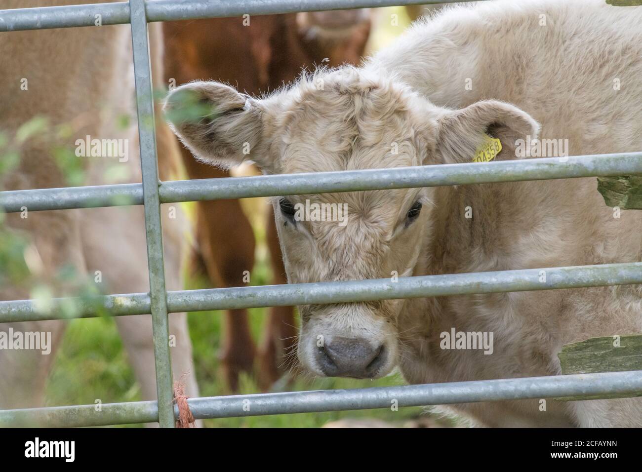 Kleiner Stier Am Tor Stockfotos und -bilder Kaufen - Alamy