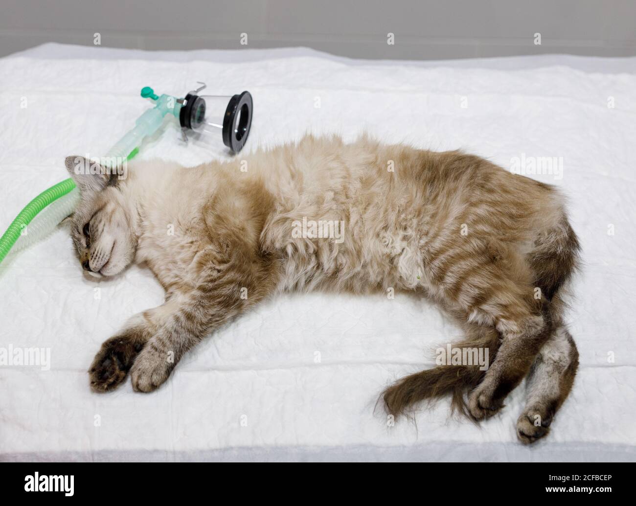 Katze liegend von oben -Fotos und -Bildmaterial in hoher Auflösung – Alamy