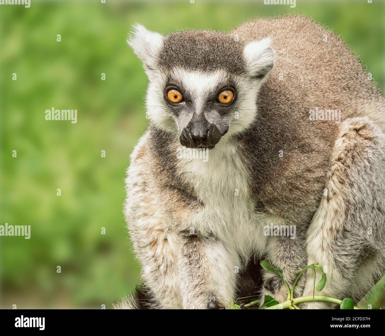 Neugieriger ausdruck tier -Fotos und -Bildmaterial in hoher Auflösung ...