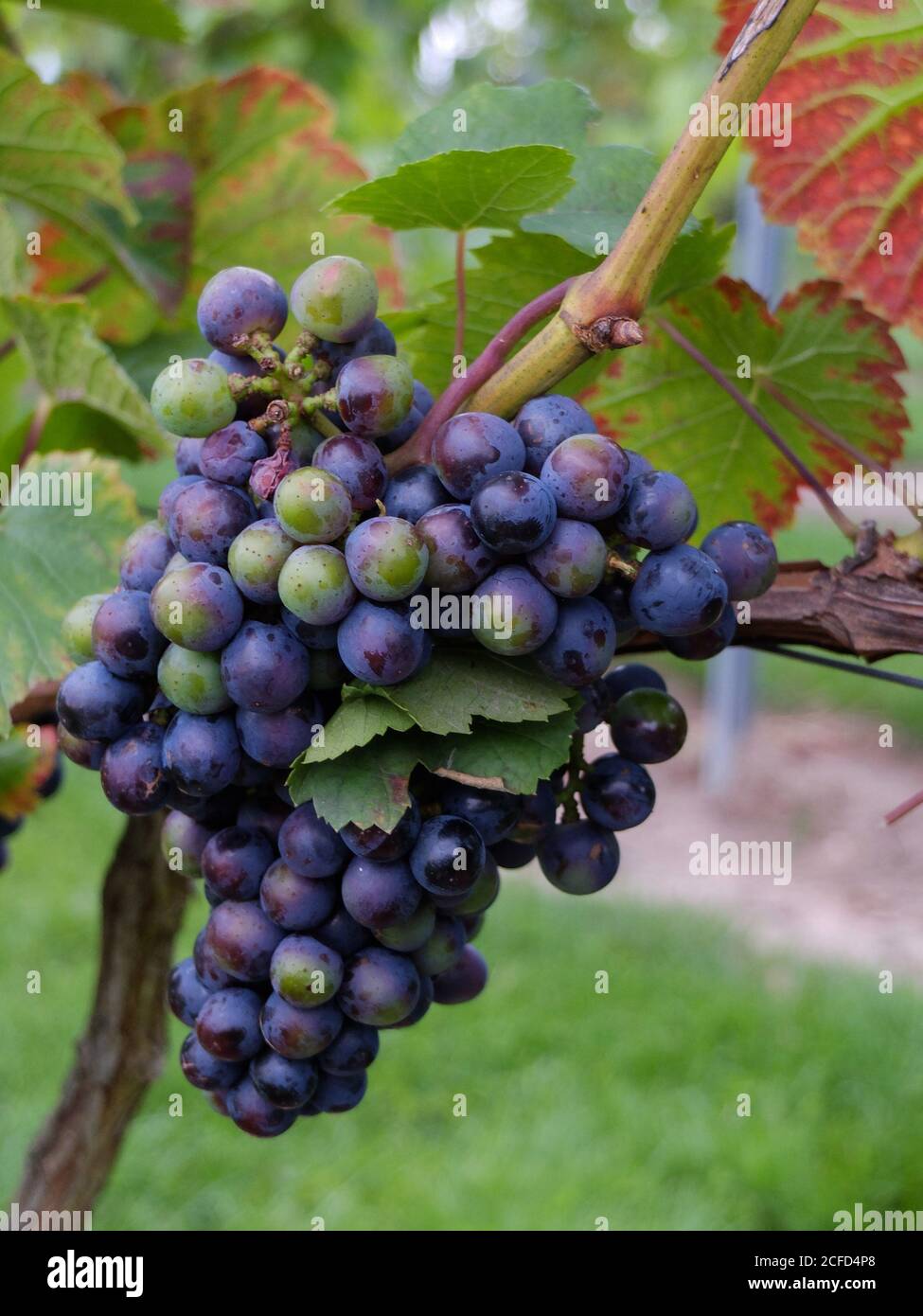 Black grapes vitis vinifera -Fotos und -Bildmaterial in hoher Auflösung ...