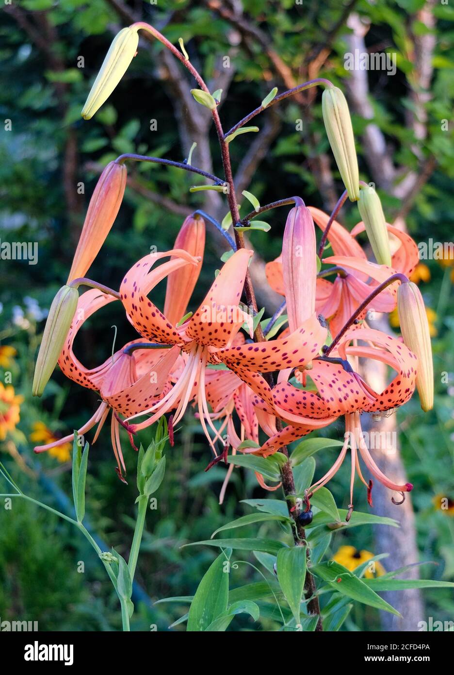Tiger lily lilium tigrinum -Fotos und -Bildmaterial in hoher Auflösung ...