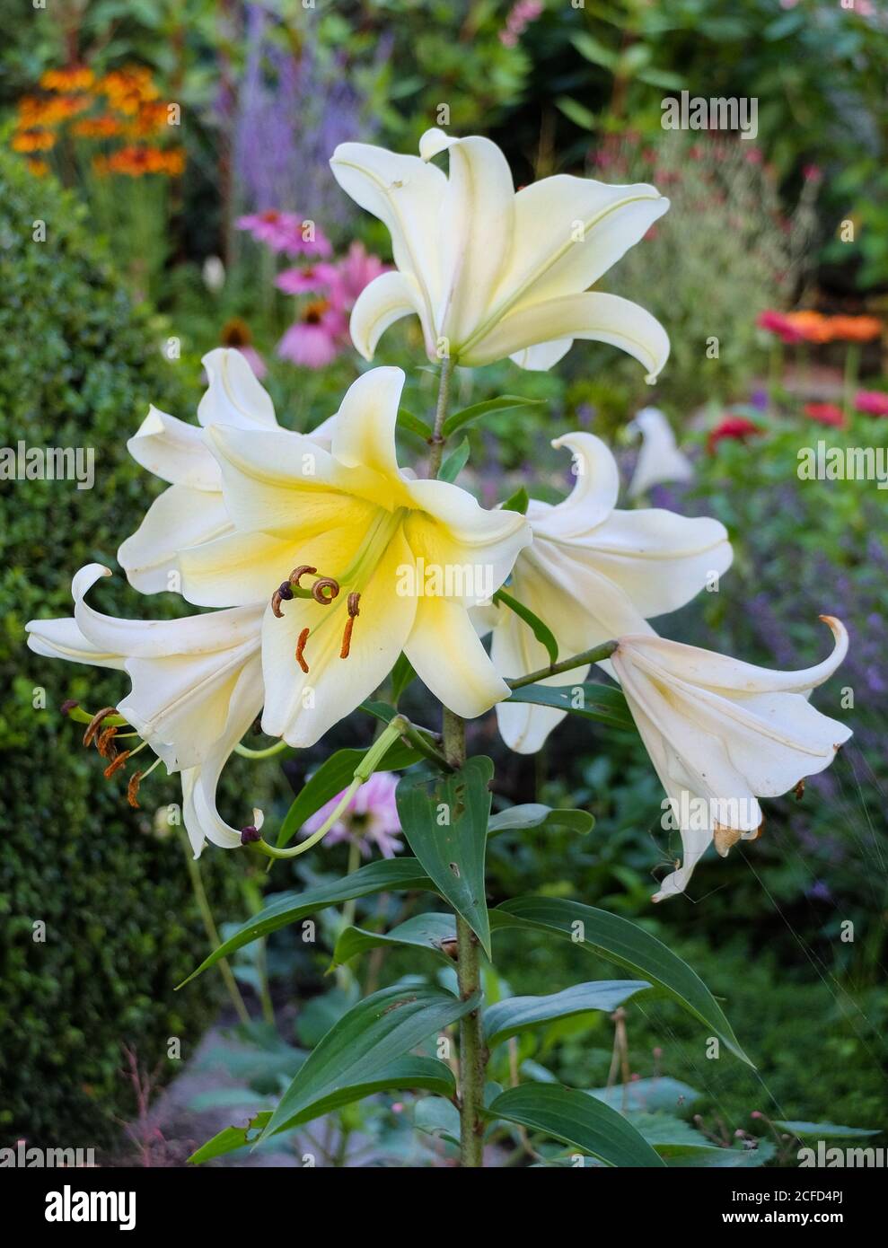 Lilium candidum -Fotos und -Bildmaterial in hoher Auflösung – Alamy