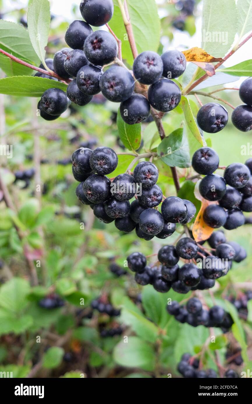 Aronia beeren -Fotos und -Bildmaterial in hoher Auflösung – Alamy