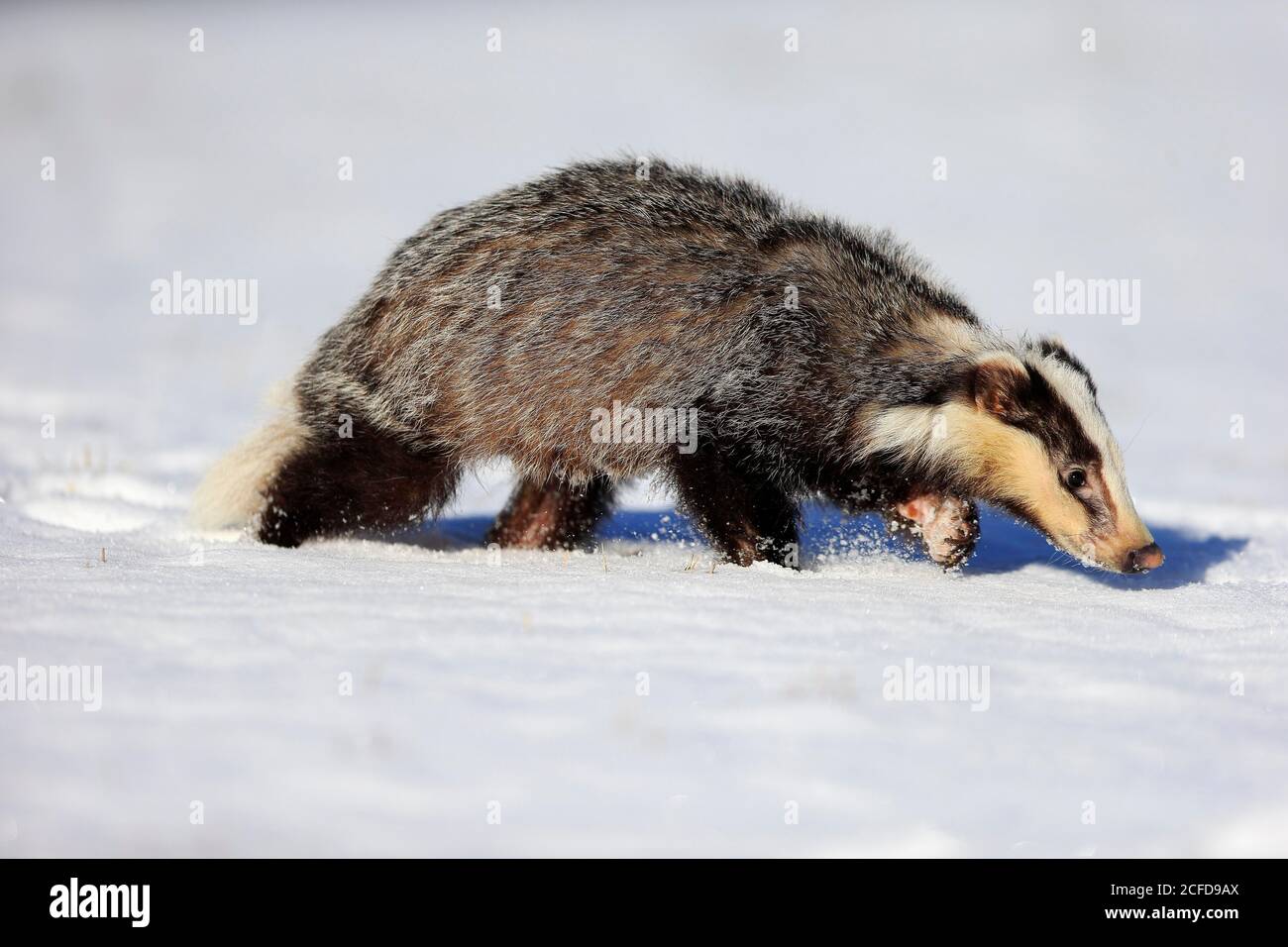 Europäischer Dachs (Meles meles), erwachsen, im Winter, im Schnee ...