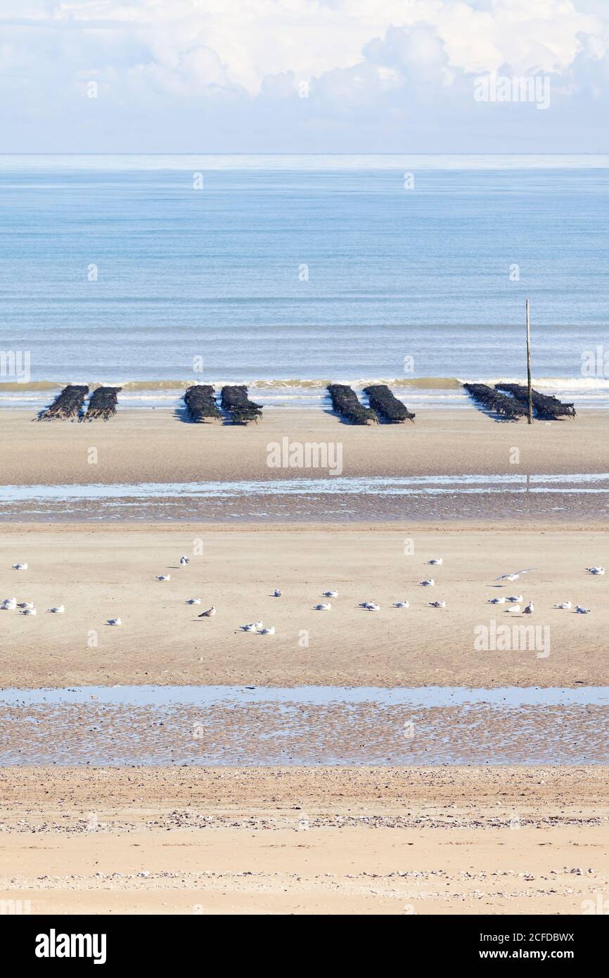 Oyster Farming am Utah Beach in der Normandie, Landungsstrände ...