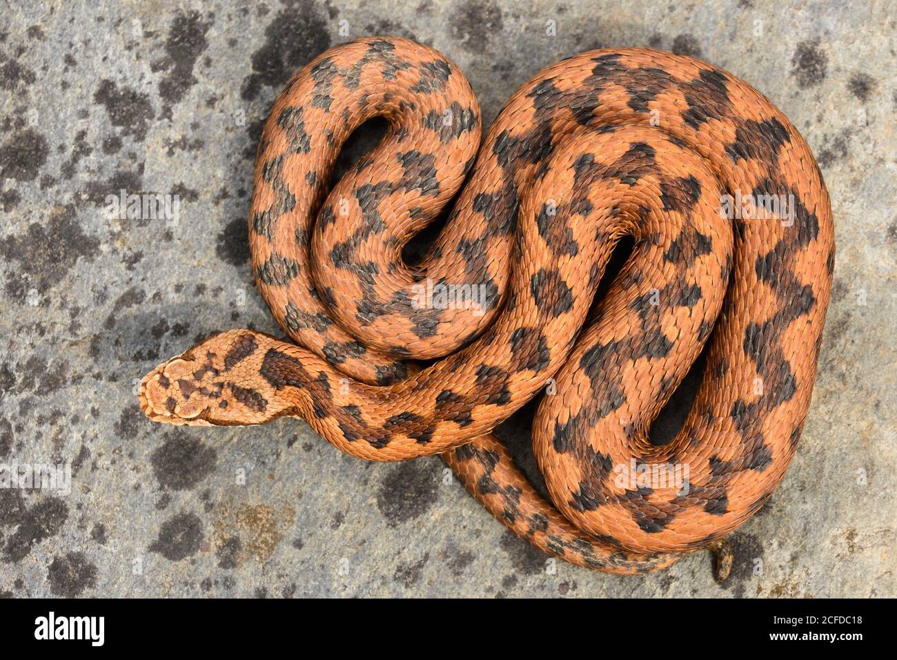 Von oben schöne gefleckte Schlange liegt auf gebeiztem Asphalt ...