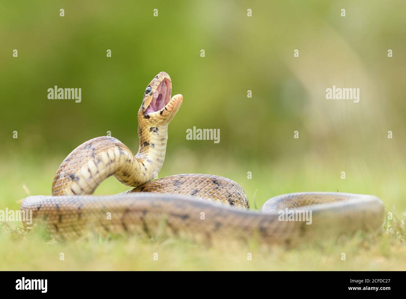 Ground python -Fotos und -Bildmaterial in hoher Auflösung – Alamy