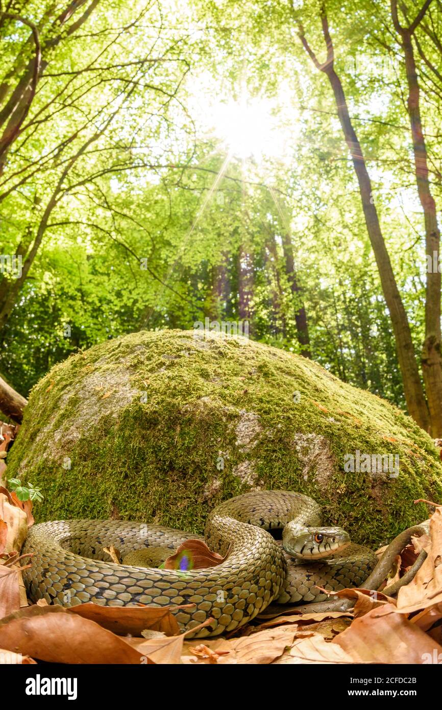 Ground python -Fotos und -Bildmaterial in hoher Auflösung – Alamy