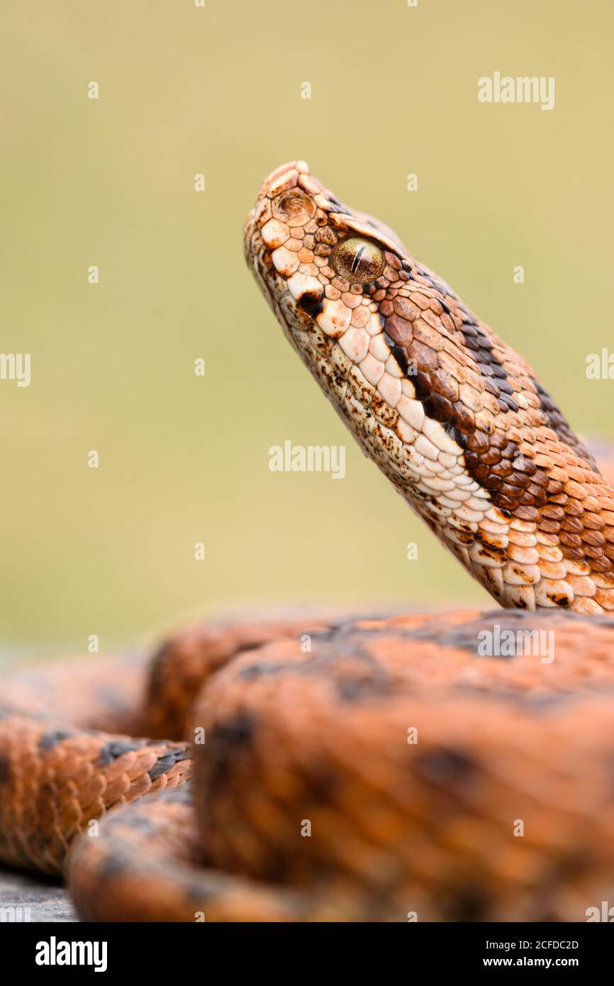 Ground python -Fotos und -Bildmaterial in hoher Auflösung – Alamy
